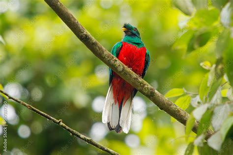Crested Quetzal Pharomachrus Antisianus Green And Red Bird Native To