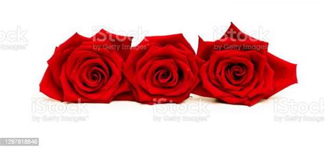 흰색 배경에 고립 된 세 개의 빨간 장미 꽃의 아름다운 구성 누워있기에 대한 스톡 사진 및 기타 이미지 누워있기 장미