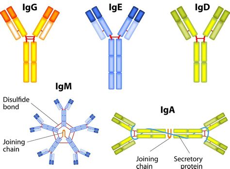 Immunoglobulin Classes Igg Iga Igm Igd And Ige Microbiology Notes
