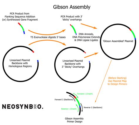 Gibson Assembly Primer Design Protocol NeoSynBio