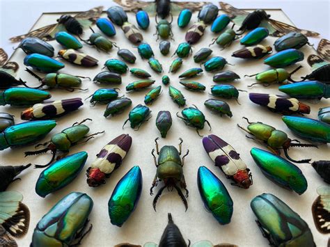 Real Insect Taxidermy Art Large Framed Wall Art Mixed Media Art