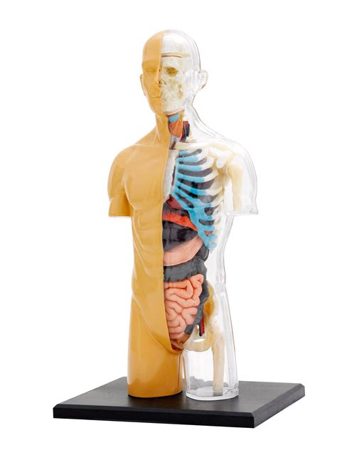 Anatomy Mini Models At Christine Hibbler Blog