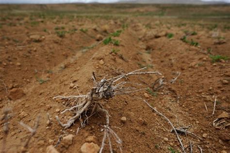 En El Altiplano Boliviano La Sequía Y Las Heladas Ponen En Riesgo La Seguridad Alimentaria