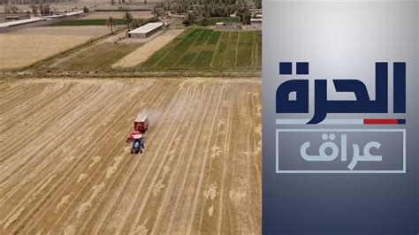 موسم حصاد القمح العراق يقترب من الاكتفاء الذاتي Youtube