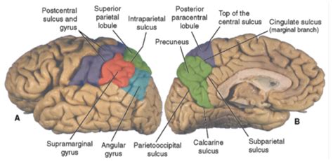 Inferior Parietal Lobe The Posterior Cingulate Cortex Again Forgotten