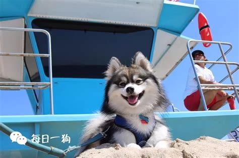 从小萌到大，你们好奇的博士奇其实长这样！