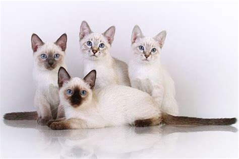 Котята « ТАЙСКИЕ КОШКИ ПРОФИ — ПОРТАЛ