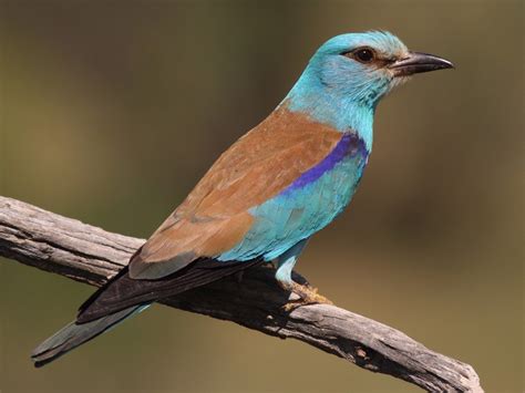 European Roller Ebird