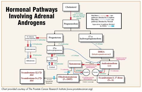 Steroidogenesis Diagrams Of Hormone Pathways Lab Tests