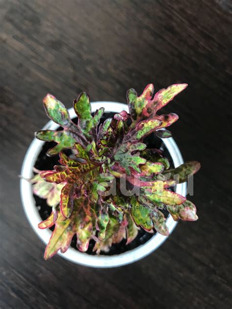 Колеус — купить в Красноярске Горшечные растения и комнатные цветы на интернет аукционе