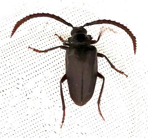 Feather Like Antenna Beetle Prionus Imbricornis Bugguidenet