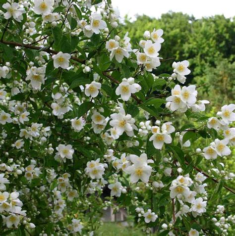 სიმწვანეში სახლი