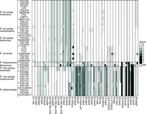 Overview Of Primer Specificity Weighted Score Of Primer Specificity Overview Of Primer Specificity Weighted Score Of Primer Specificity