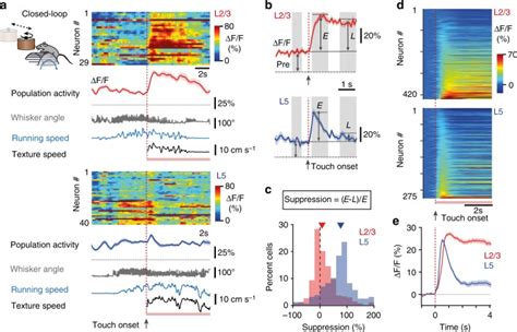 Layer Specific Integration Of Locomotion And Sensory Information In