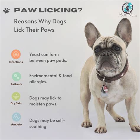 What Is Dog Lick Infection