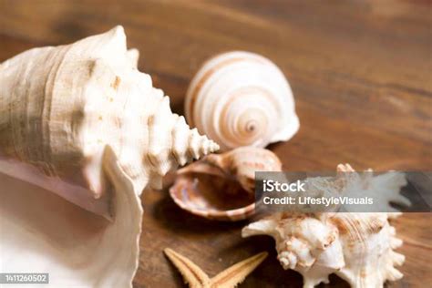 다양한 조개 껍질 수집 모래 달러 콘치 가리비 별 물고기 배경은 거친 나무입니다 0명에 대한 스톡 사진 및 기타 이미지 Istock