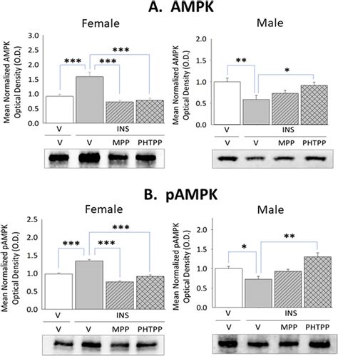 Sex Differences In Forebrain Estrogen Receptor Regulation Of