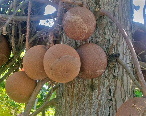 Couroupita Guianensis Gardensonline