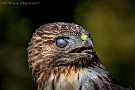 Nictitating Membrane
