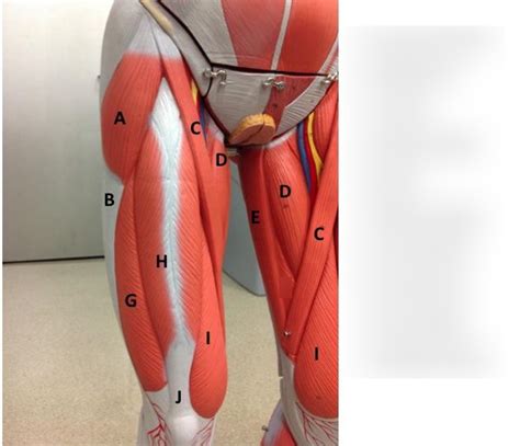 Anterior Upper Leg Diagram Quizlet