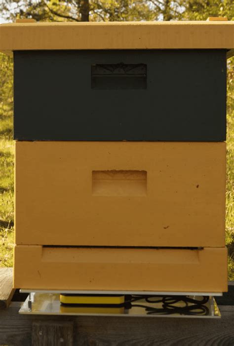 Get Started With Scale Beezum