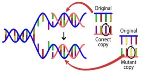 Genetic Variance Assignment Point