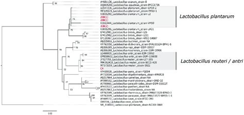 maximum likelihood tree based on 16s rdna gene sequences of different
