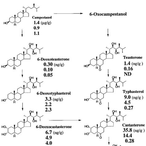The Proposed Brassinolide Biosynthetic Pathway And The Quantification Download Scientific
