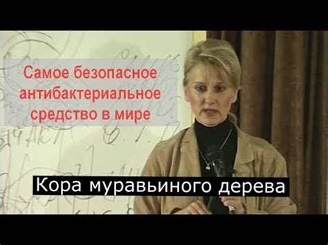 Кора муравьиного дерева - YouTube