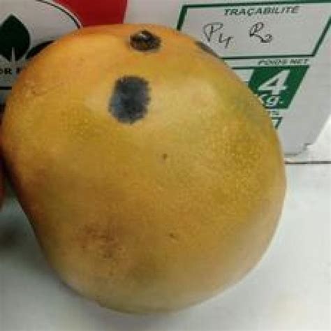 Mango Defect Object Detection Dataset V5 2024 07 21 305pm By