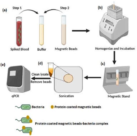 Schematic Of The Developed Protocol To Identify Mrsa From Whole Blood