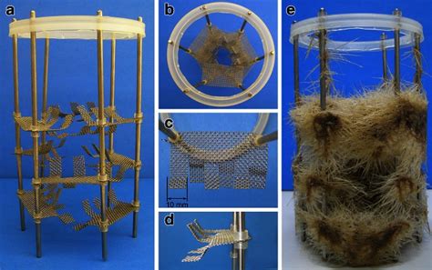 Details Of Root Immobilization System Used In HB A System Overview B Download Scientific