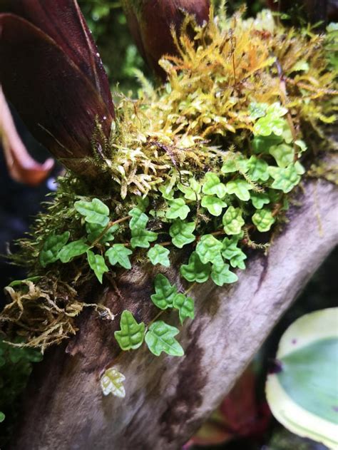 Bioactive Ball Python Vivarium I Made Couple Days Ago Vivarium