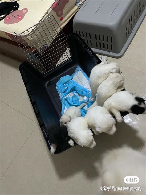 领养代替购买 知乎