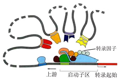 Chip测序（chip Seq） 上海云序生物科技有限公司