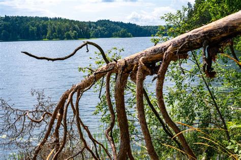 Broken Partly Fallen Pine Tree On The Coast Of Longest Lake Of