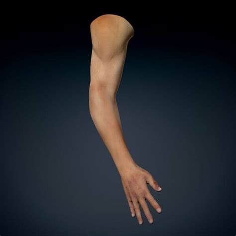 Human Arm Reference
