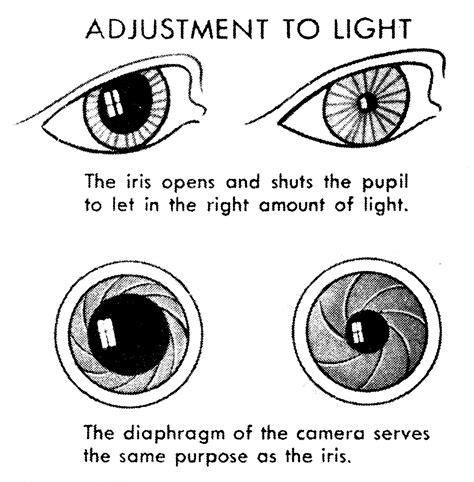Eyegiene The Televisual Age Of Sex And Race The Eye Is The Camera Is The Eye Is The