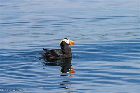 Birds And Baleen Western Prince Whale Watching San Juan Islands