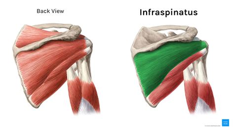The Rotator Cuff Tom Morrison