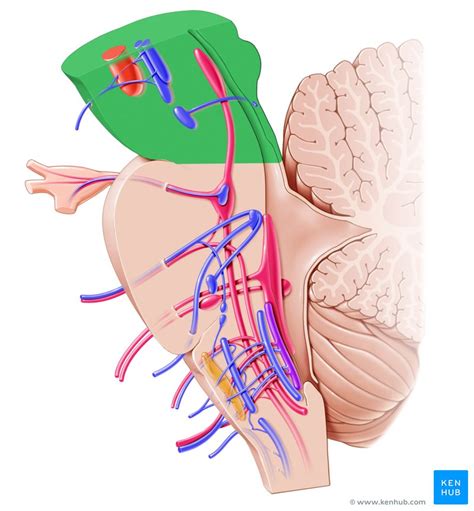 Extrapyramidal System Anatomy And Clinical Importance Kenhub
