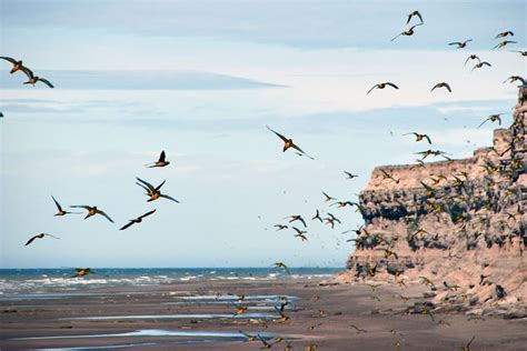 La Larga Lucha Para Proteger La Colonia De Loros Más Importante Del