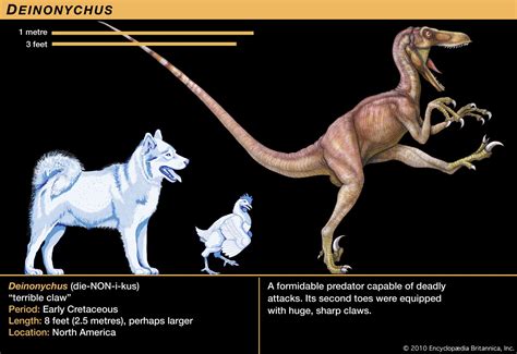 Deinonychus Carnivorous Jurassic Raptor Britannica