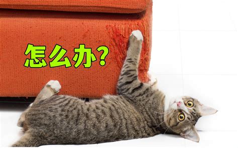 猫抓沙发怎么办？ 萌宠指南 萌宠指南 哔哩哔哩视频