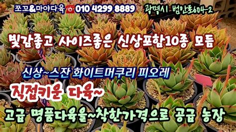 오늘은 사이즈좋은 신상다육포함쪼꼬다육에 직접키운 사이즈좋은 고급명품다육10종스잔 화이트머큐리 피오레등다육쇼핑 Youtube