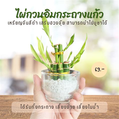 ไผ่กวนอิม 2 ชั้น ไม้มงคลเสริมดวง โชคลาภ สิริมงคล Meenaplant Thaipick
