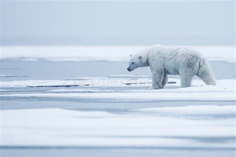 A Polar Bear A Northern Bear A Umka Lat Ursus Maritimus The World`s Largest Land Predator