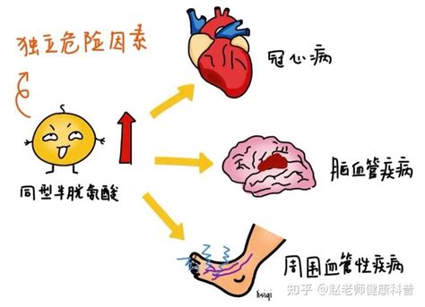 长期服用二甲双胍的糖尿病患者定期化验血清同型半胱氨酸Hcy的重要性 知乎