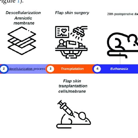 Experimental Design Amniotic Membrane Collection Stem Cell Isolation