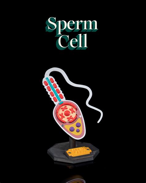 3d File Sperm Cell 💊 ・model To Download And 3d Print・cults